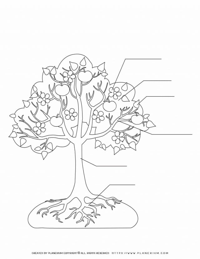 Apple Tree For Coloring Easy Tree Coloring With Apples