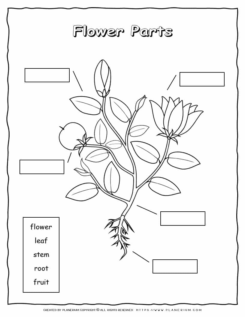 Plant Parts Worksheet Planerium Plant Parts Worksheet Planerium