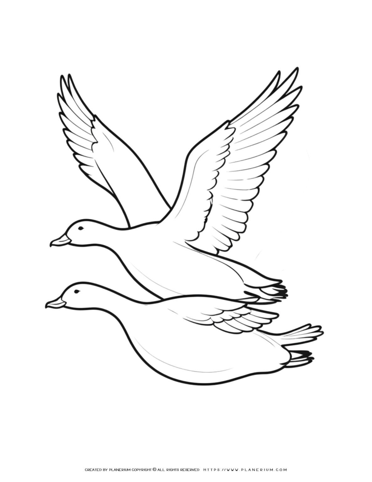 Animals Coloring Page - Goose | Planerium