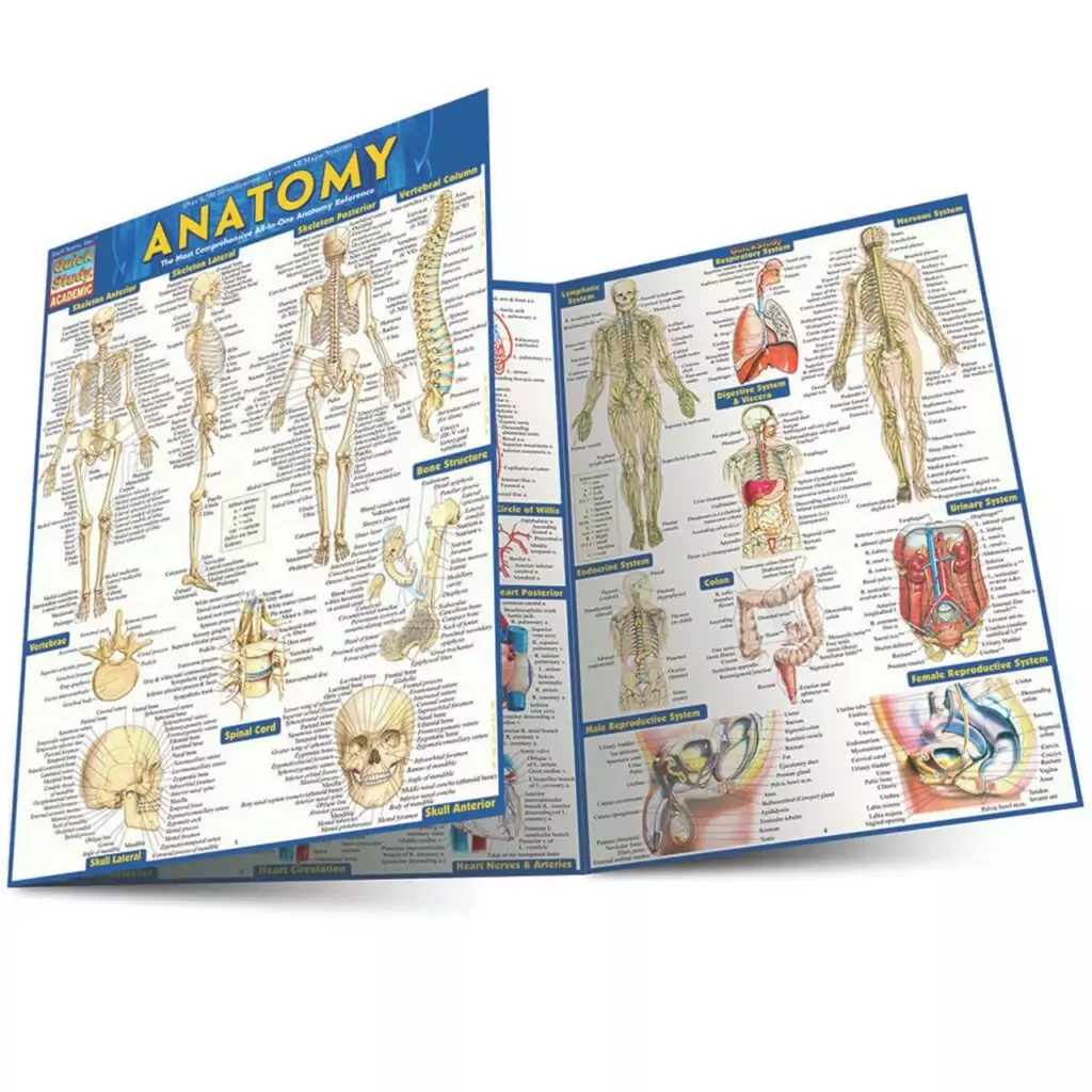 Best Anatomy Quick Study Guide for Students and Professionals